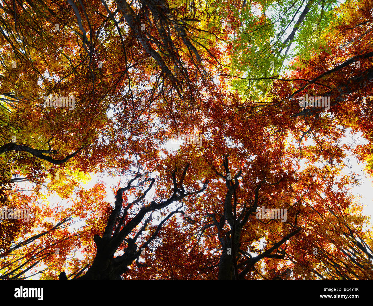 Appennino romagnolo middle italy forest hi-res stock photography and ...