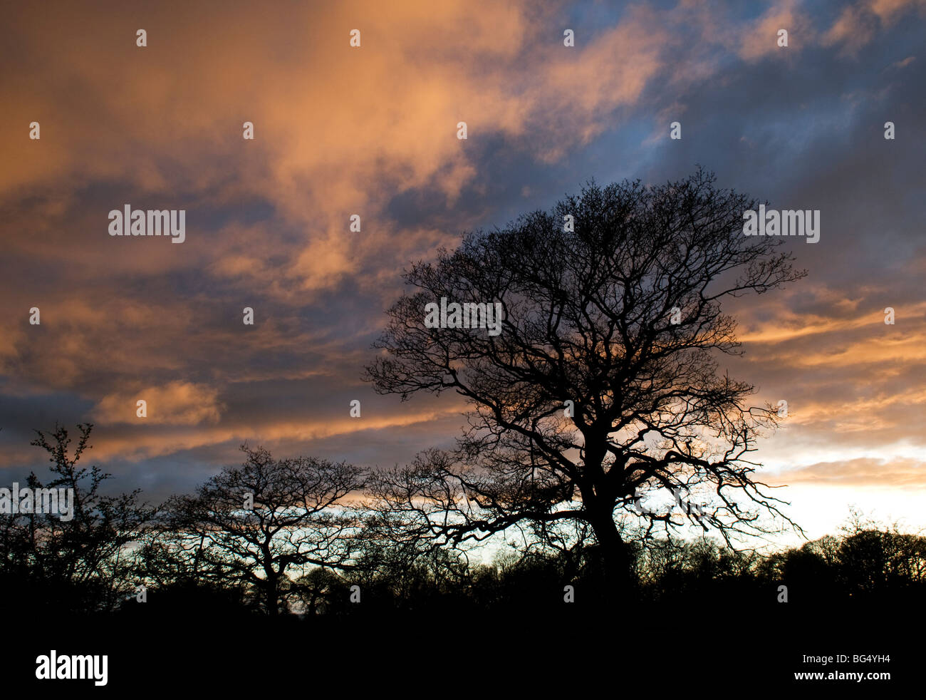 Silhouetted winter tree with orange clouds coloured by sunset , Devon ...