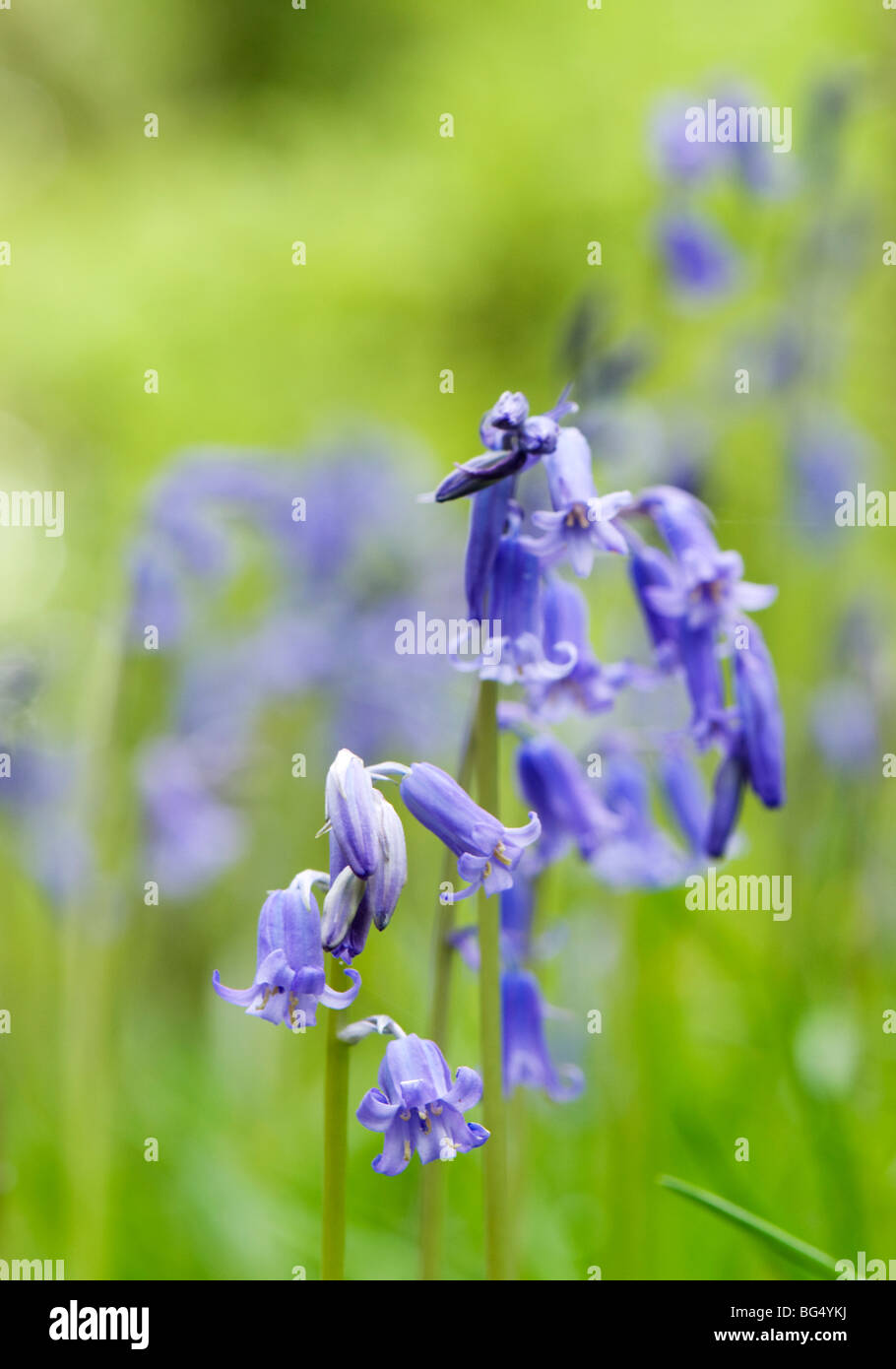Clump of British bluebells with out of focus flowers behind, Devon UK ...