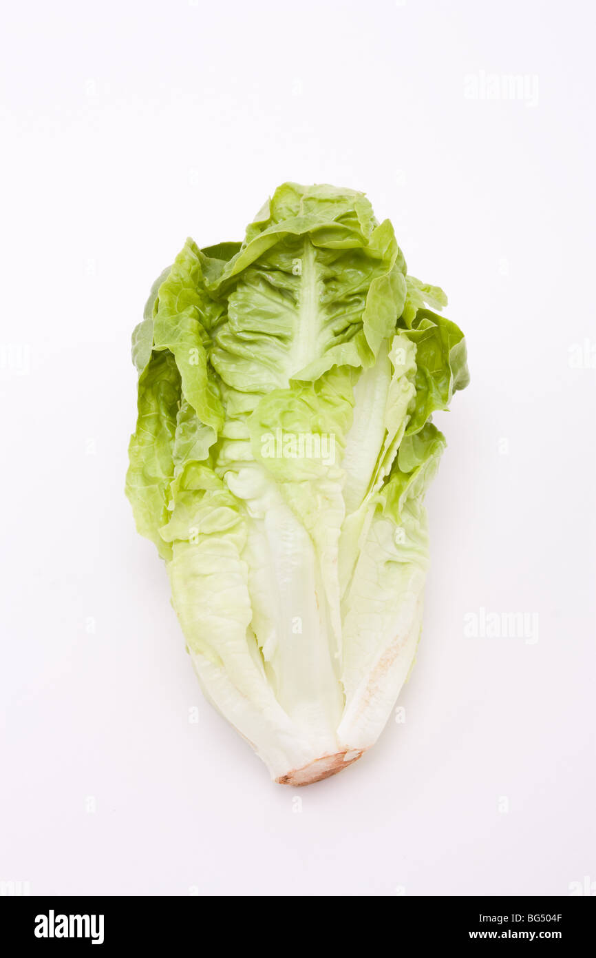 Little Gem lettuce isolated against white background Stock Photo - Alamy