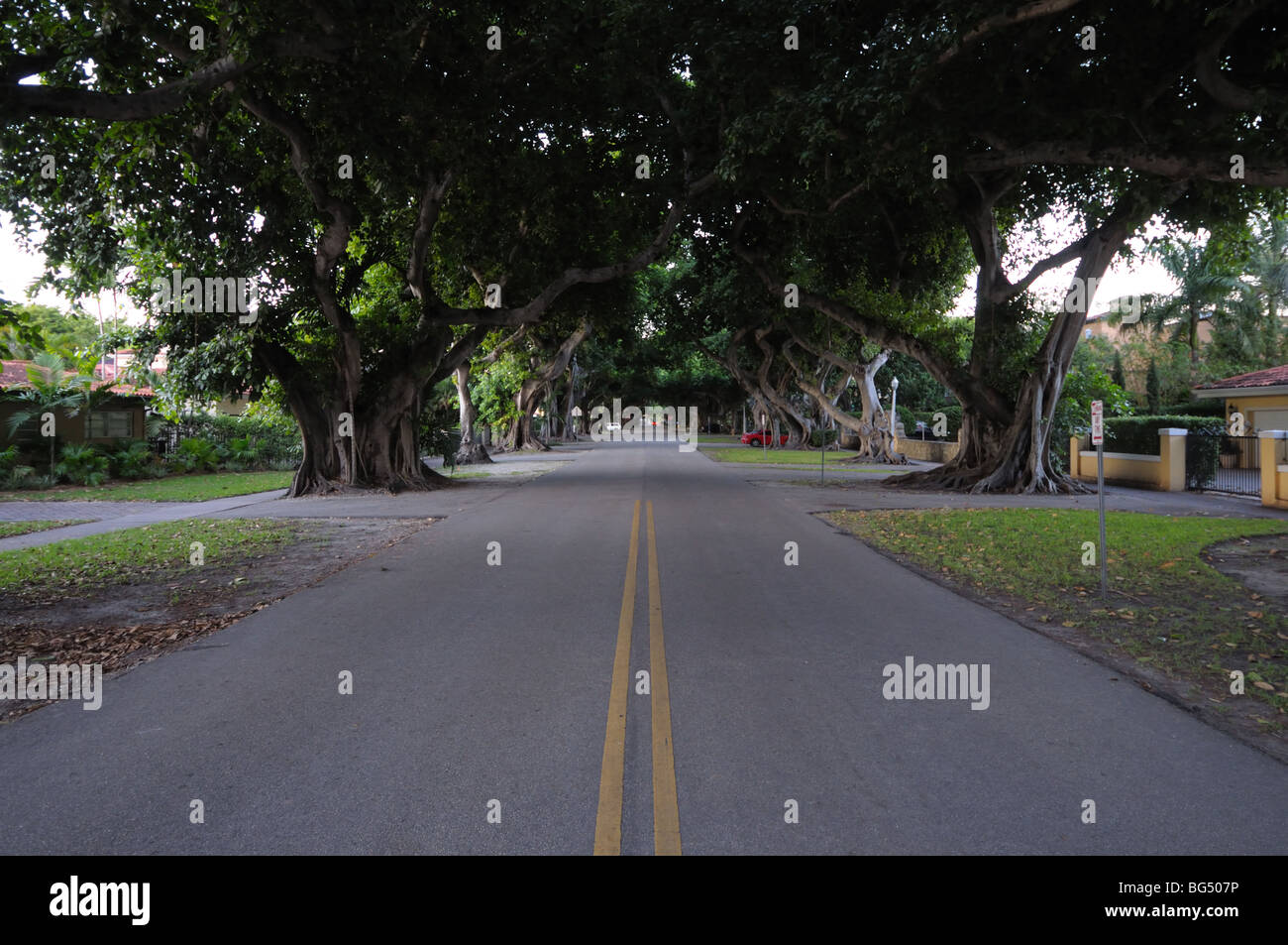 Coral grove High Resolution Stock Photography and Images - Alamy