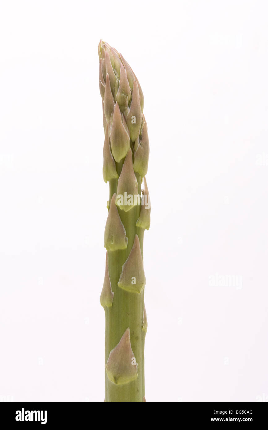Single Asparagus Spear close up isolated against white background Stock ...