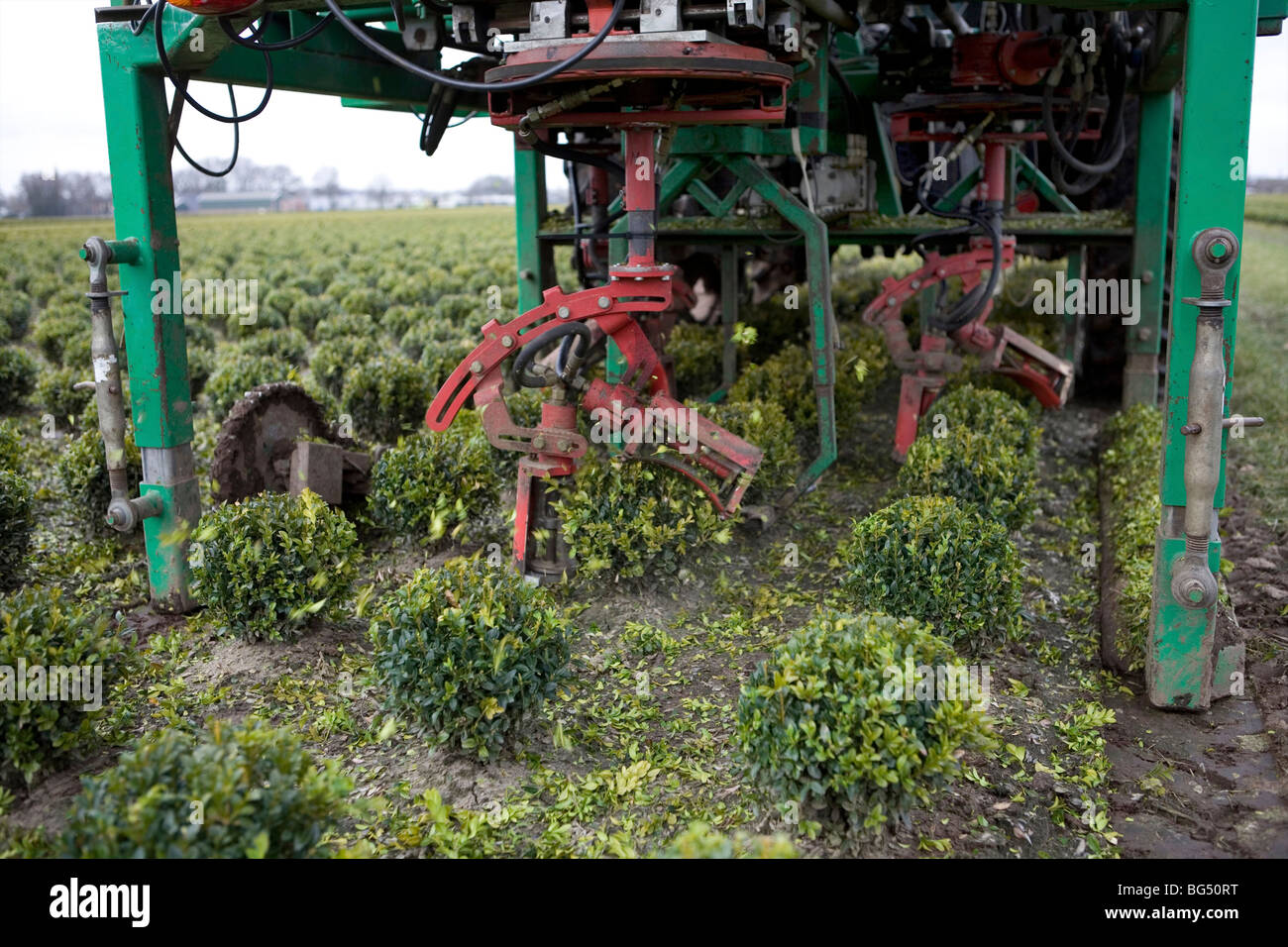 pruning of shrubs is being done by a simple robot. Through sensors, the ...