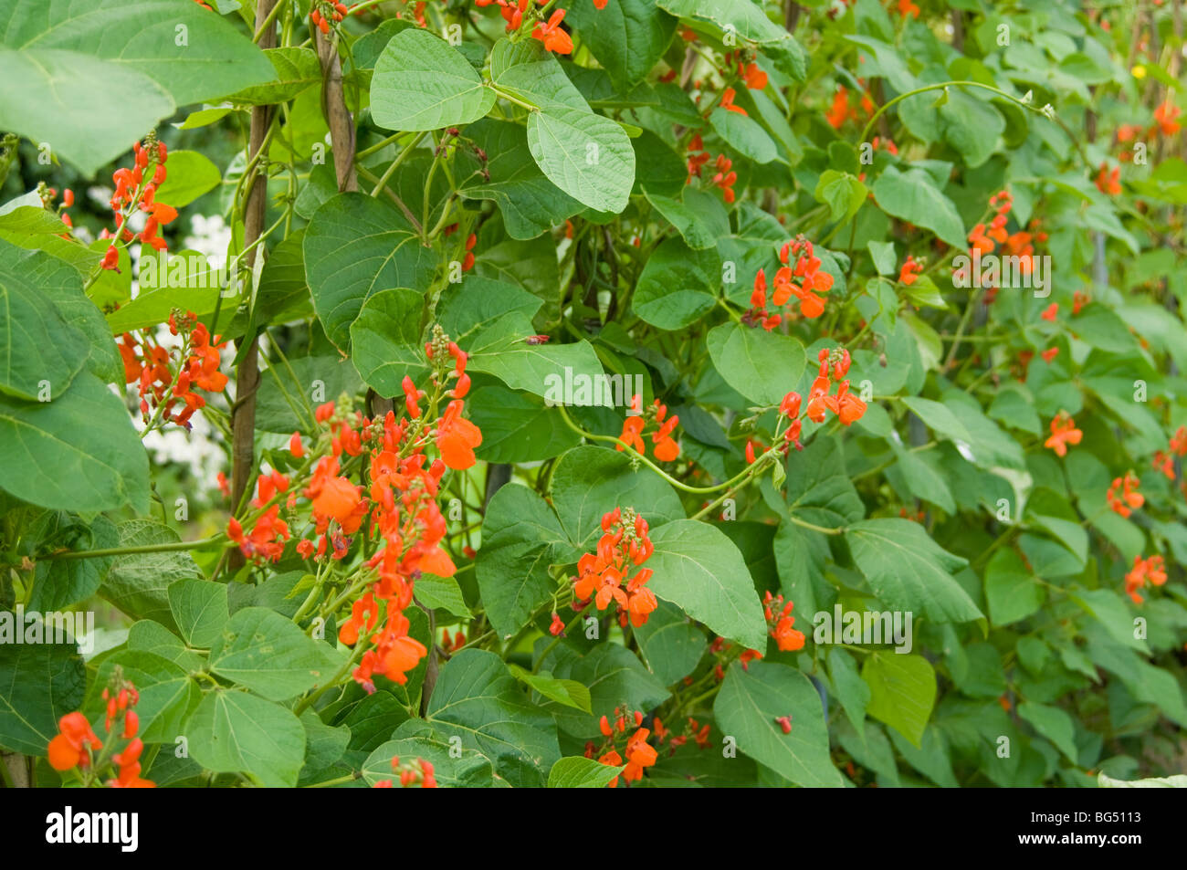 Red Runner Beans in flower growing on an allotment Stock Photo - Alamy