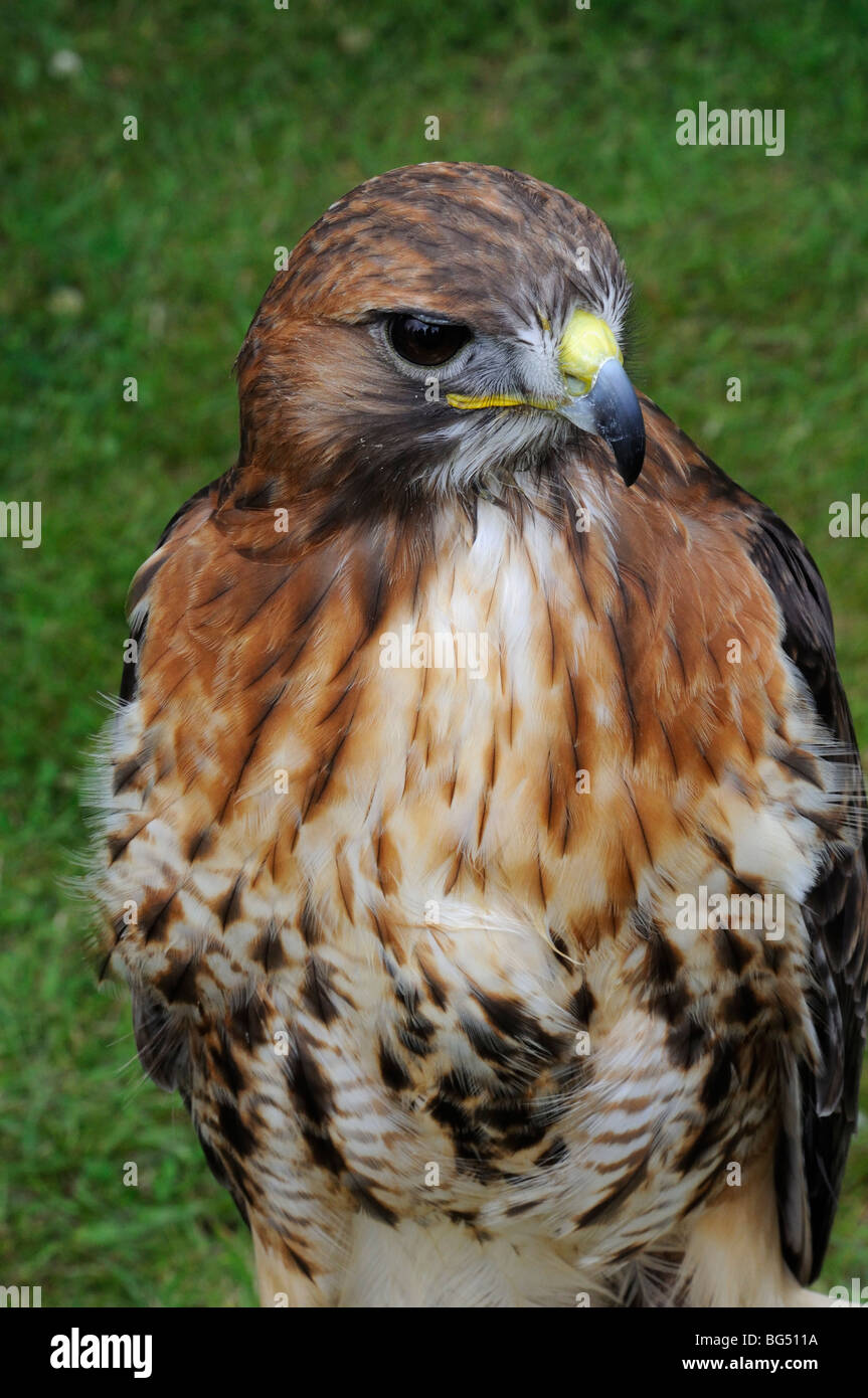 Red tailed adult hi-res stock photography and images - Alamy