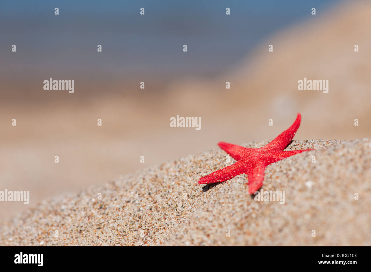 Red starfish in the sand dunes at the beach Stock Photo - Alamy