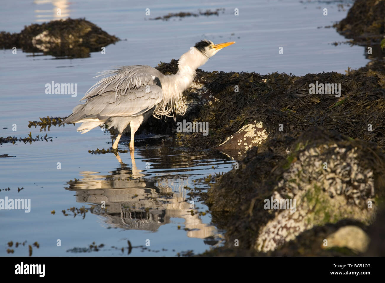 Grey Heron, Ardea cinerea,The Isle of Arran, Scotland, June 2009 Stock ...