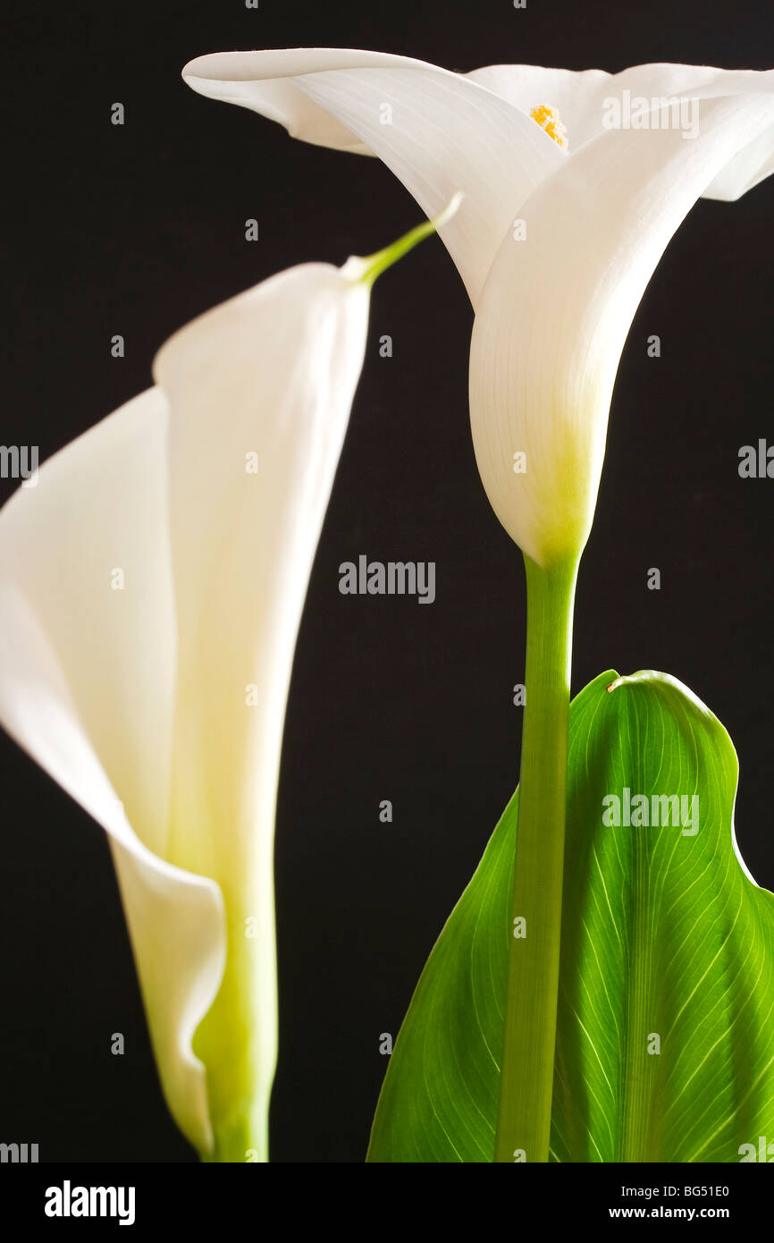 Callas flower hi-res stock photography and images - Alamy