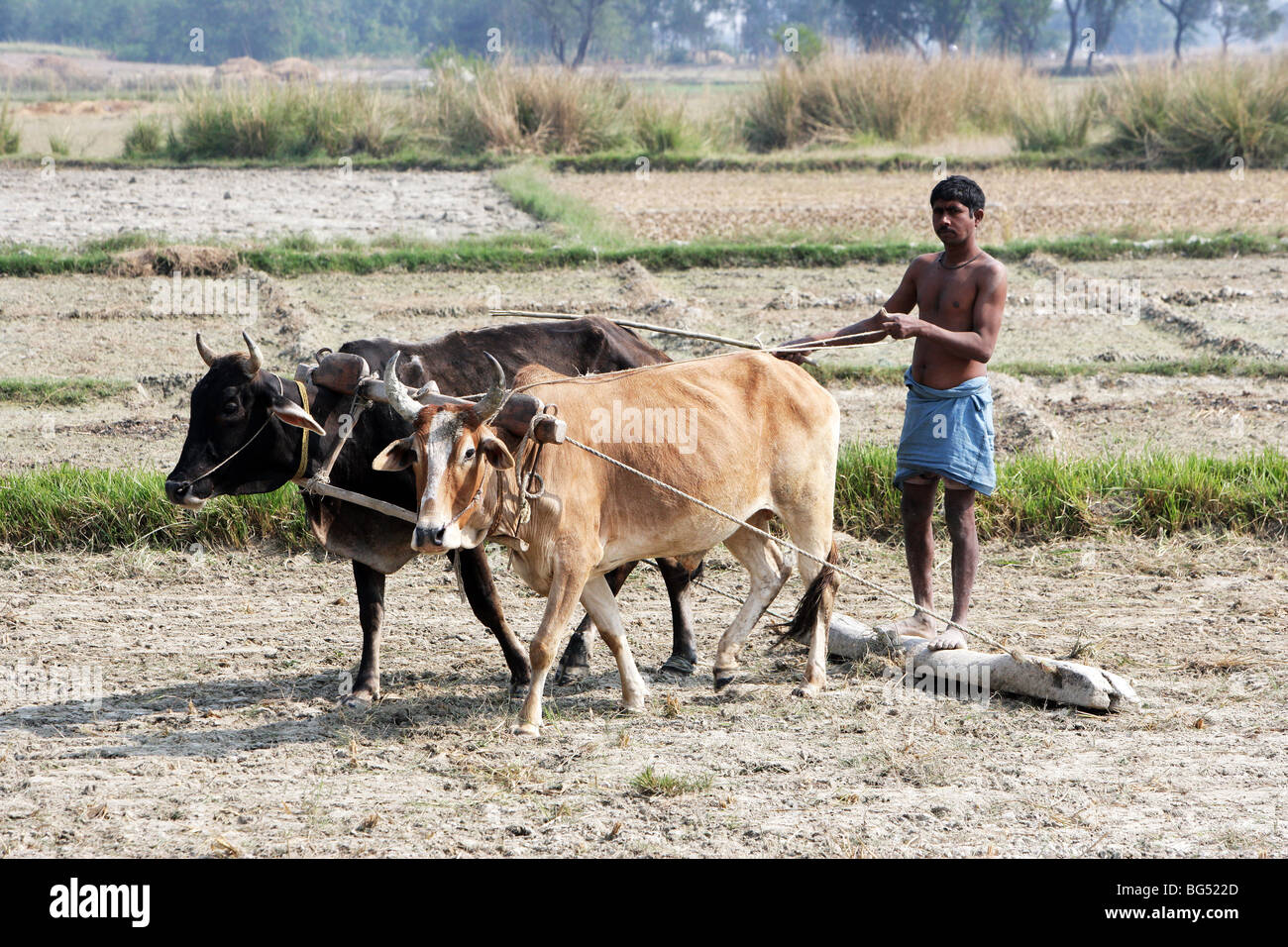 Farmer ploughing a rice field using traditional oxen pulled plough ...