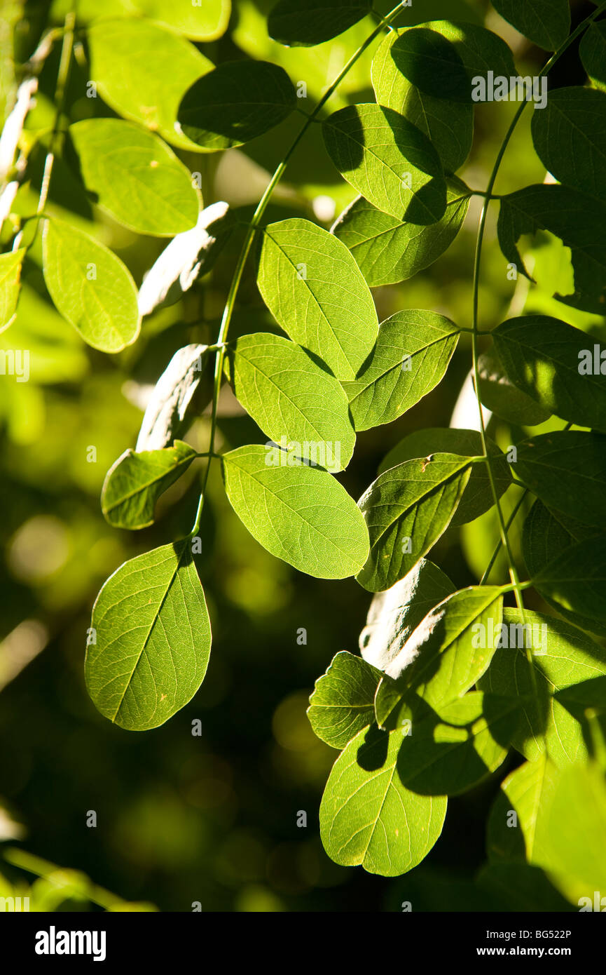 Backlight backlit hi-res stock photography and images - Alamy