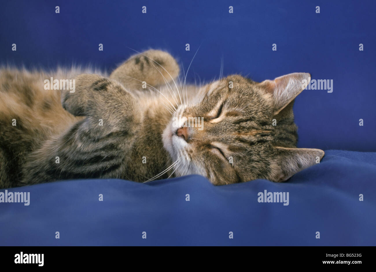 Little cat sleeping on her back Stock Photo - Alamy