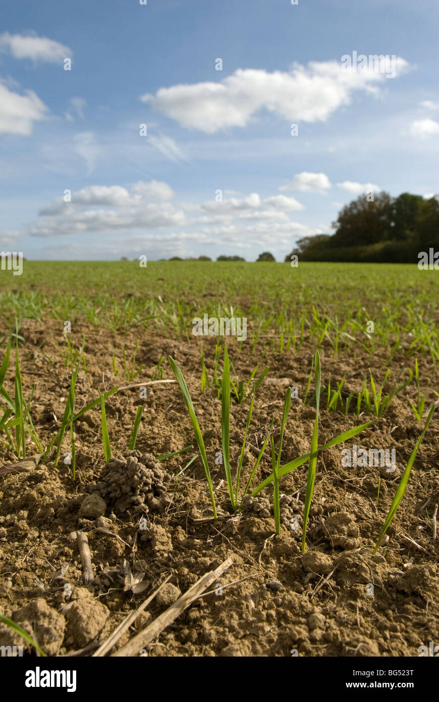 Newly sown field of winter wheat Stock Photo - Alamy