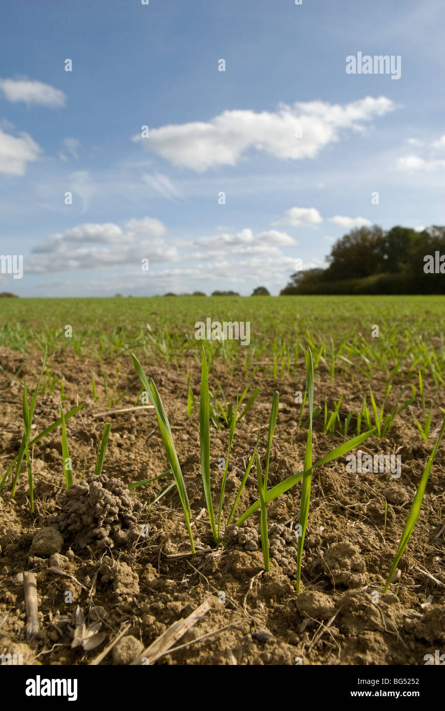 Newly sown field of winter wheat Stock Photo - Alamy