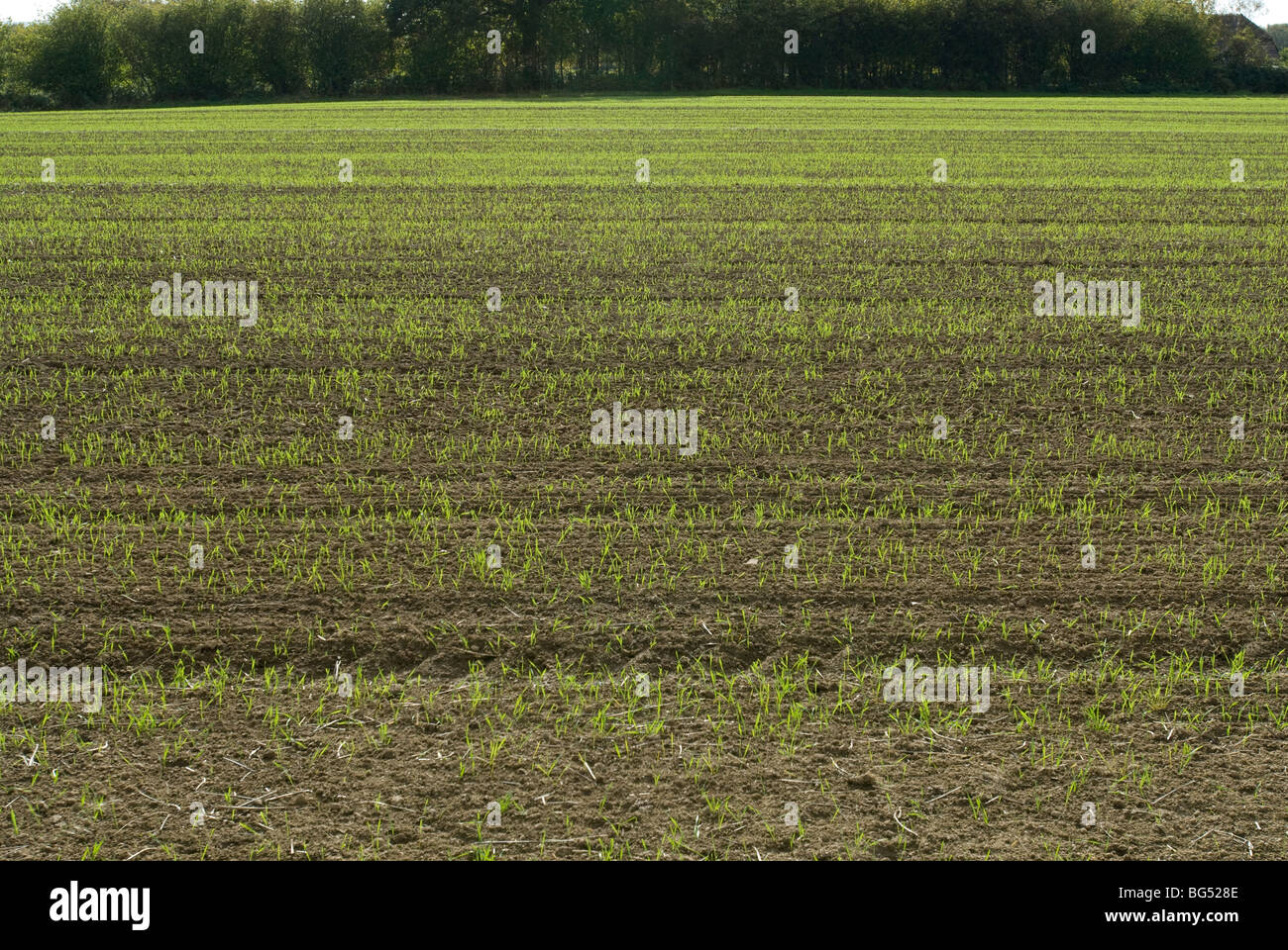 Newly sown field of winter wheat Stock Photo - Alamy