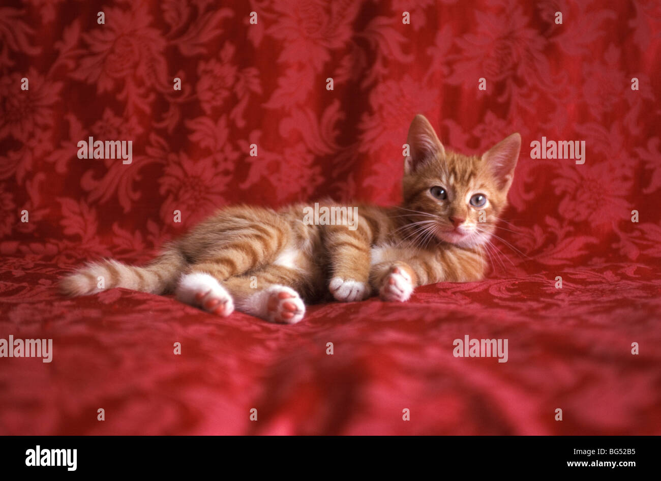 Cute tabby red young cat hi-res stock photography and images - Alamy