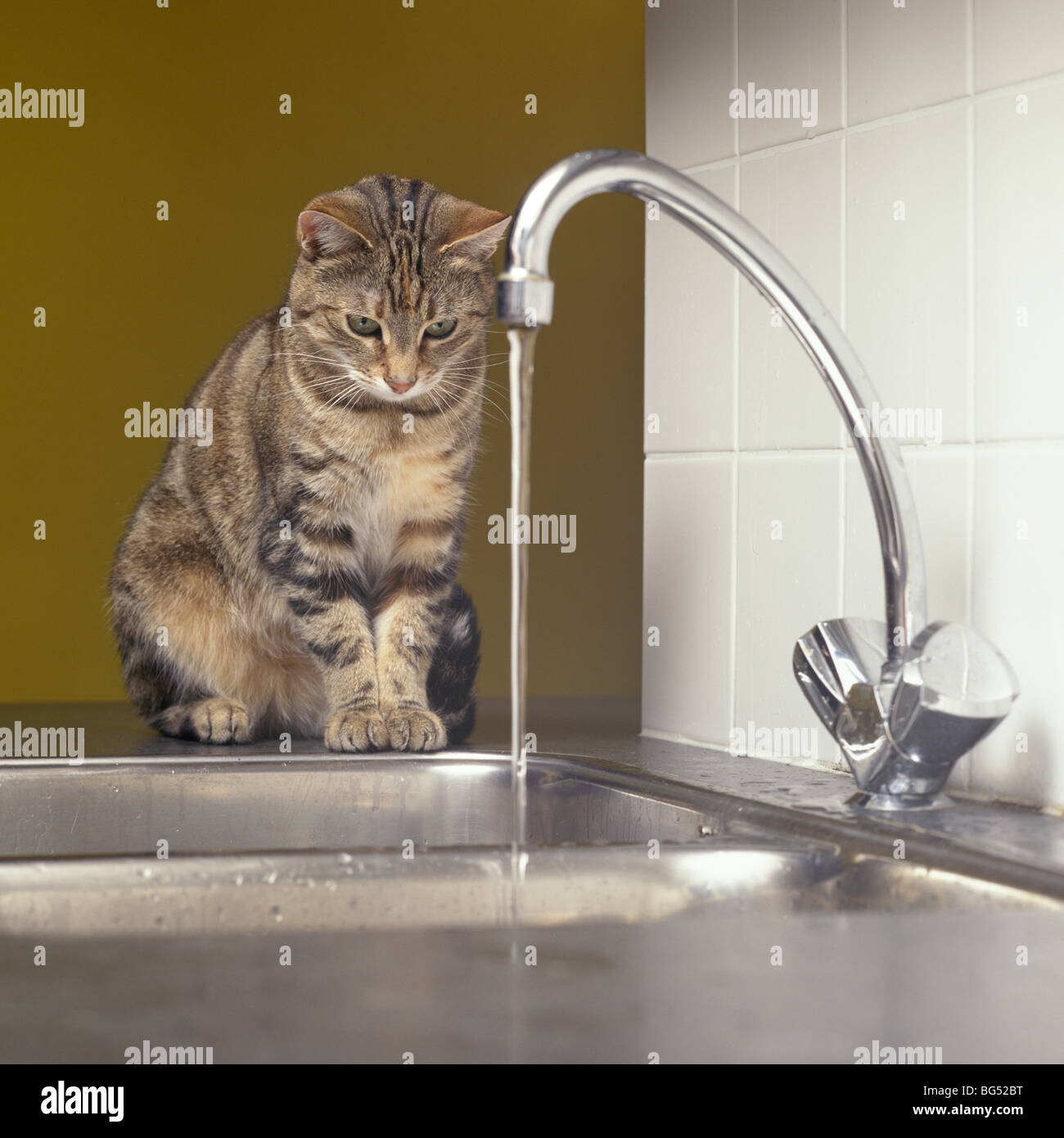 Tabby cat looking at the water tap Stock Photo - Alamy