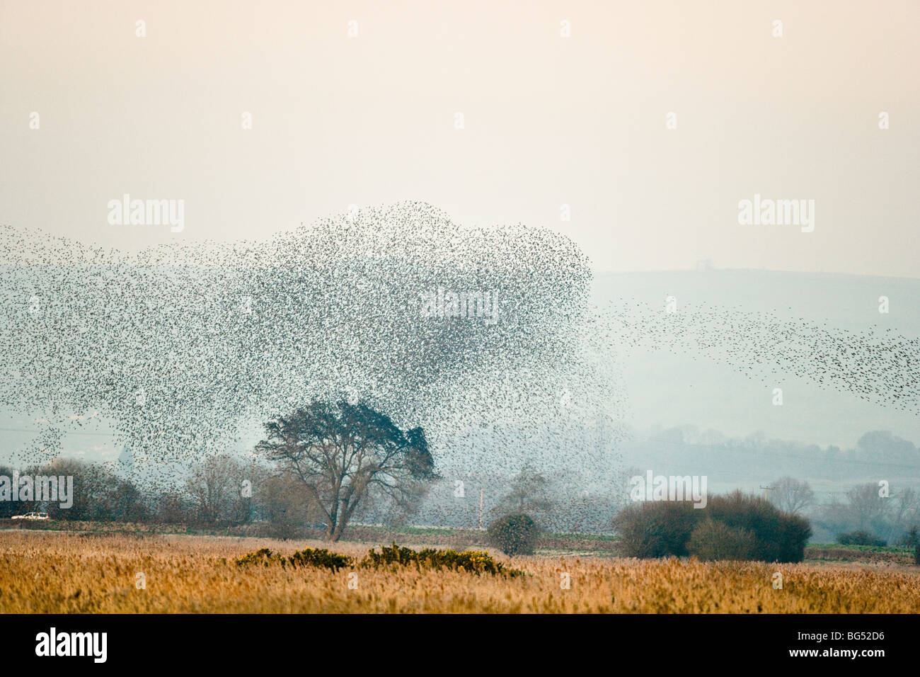 Collection of starlings hi-res stock photography and images - Alamy