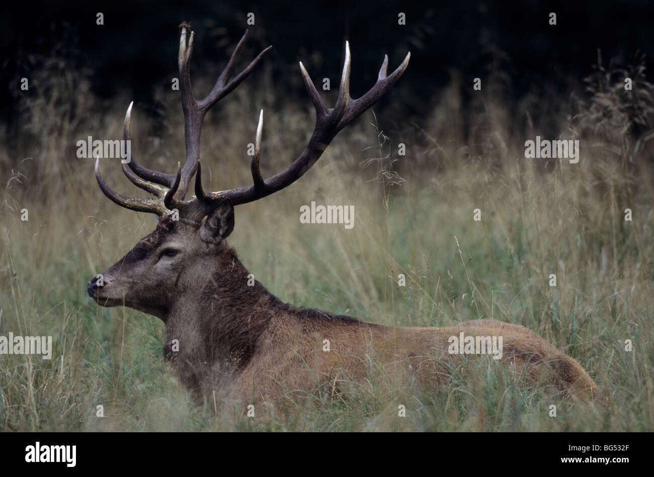 Reddeers hi-res stock photography and images - Alamy
