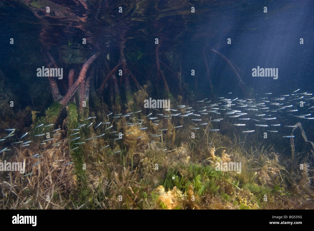 Red mangrove florida keys hi-res stock photography and images - Alamy