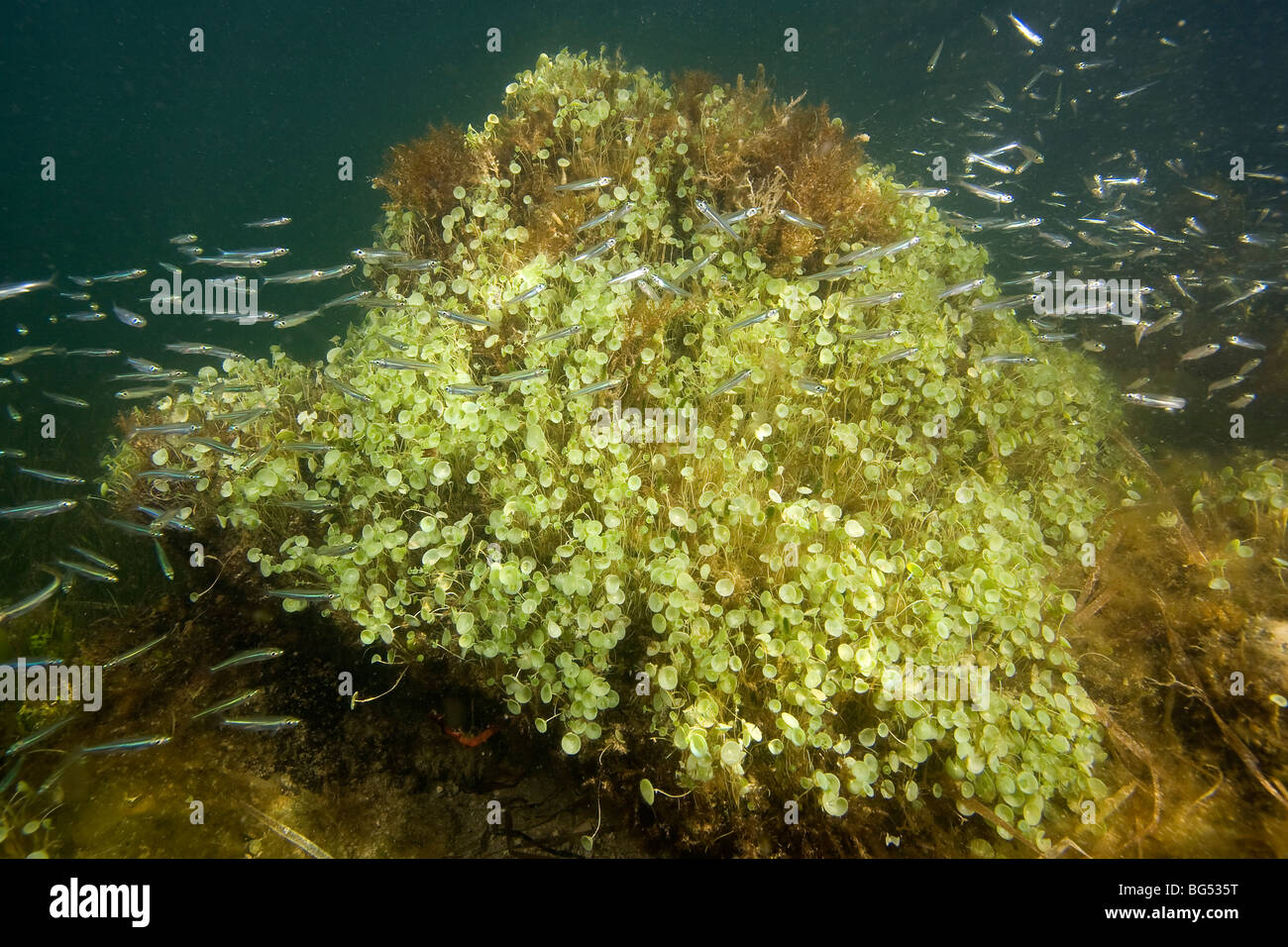 Algas acetabularia hi-res stock photography and images - Alamy