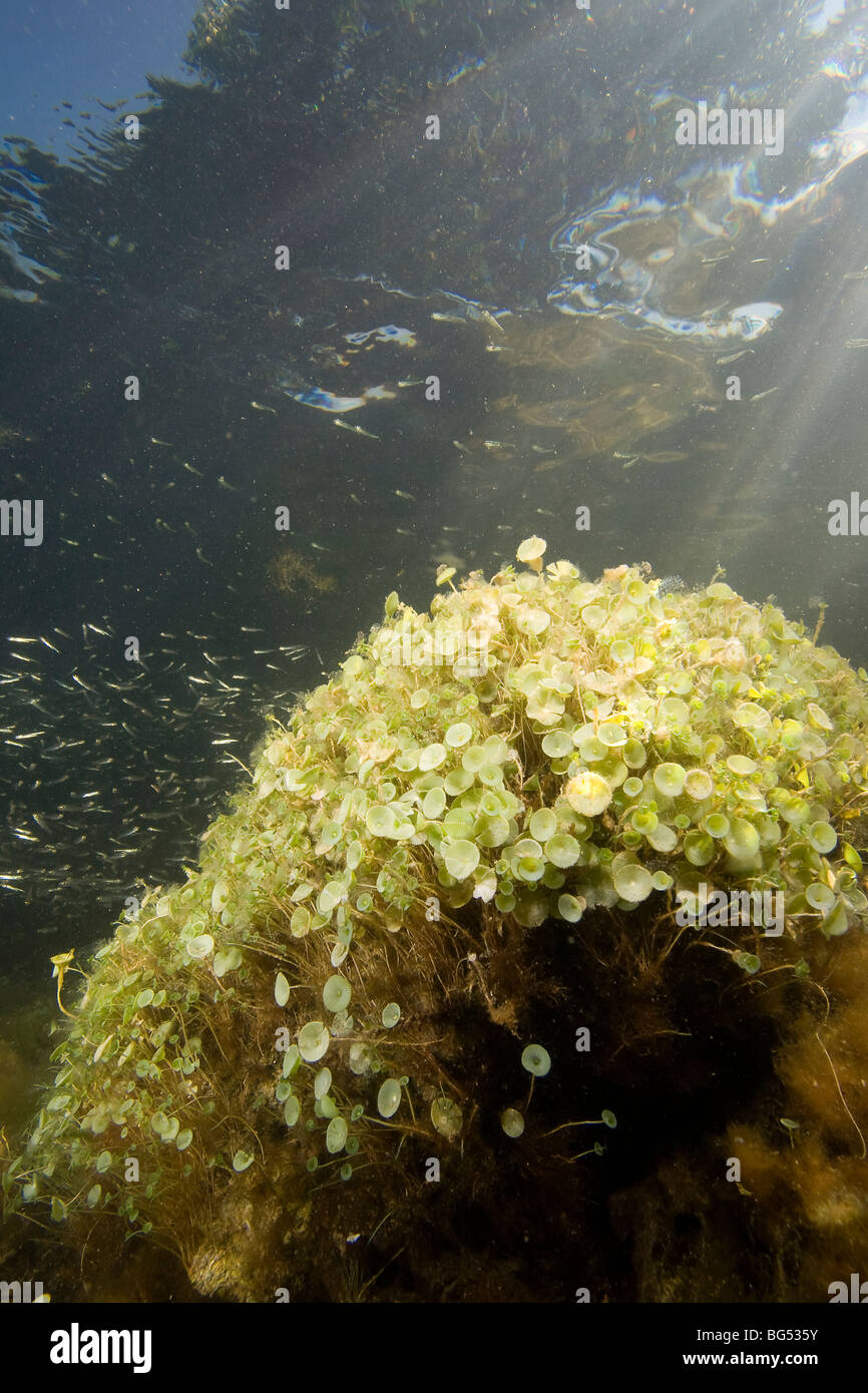 Algas acetabularia hi-res stock photography and images - Alamy