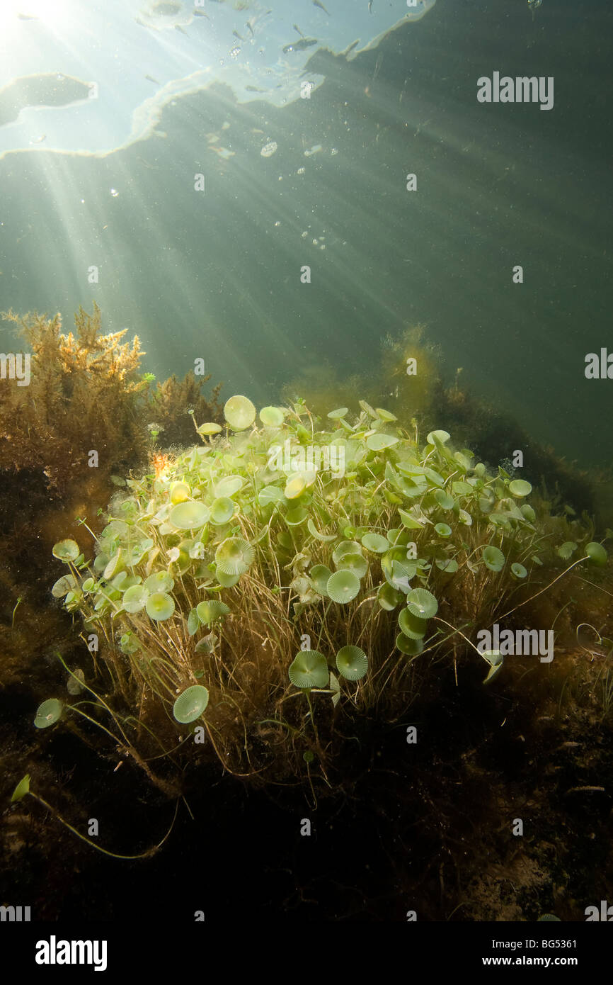 Algas acetabularia hi-res stock photography and images - Alamy
