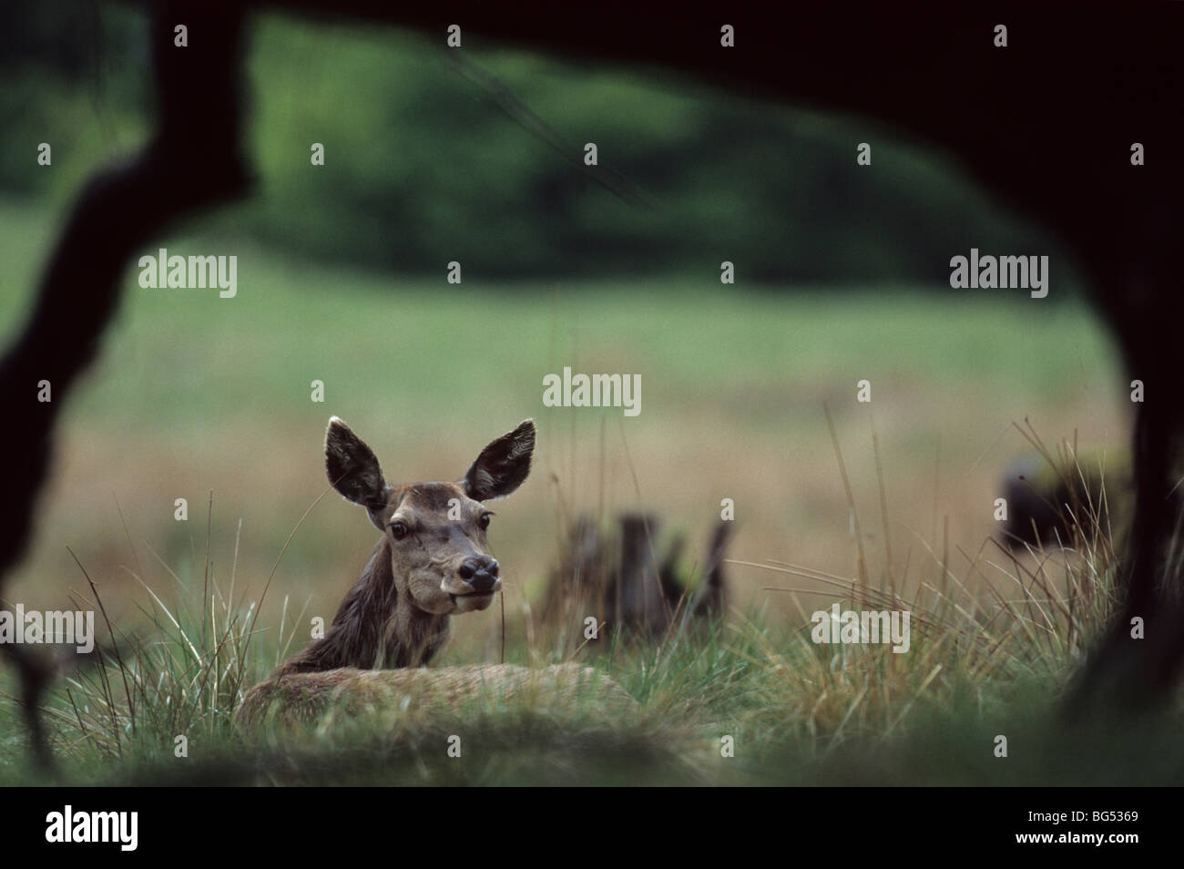 Red deer cervus elaphus deer cervidae even toed ungulate hi-res stock ...