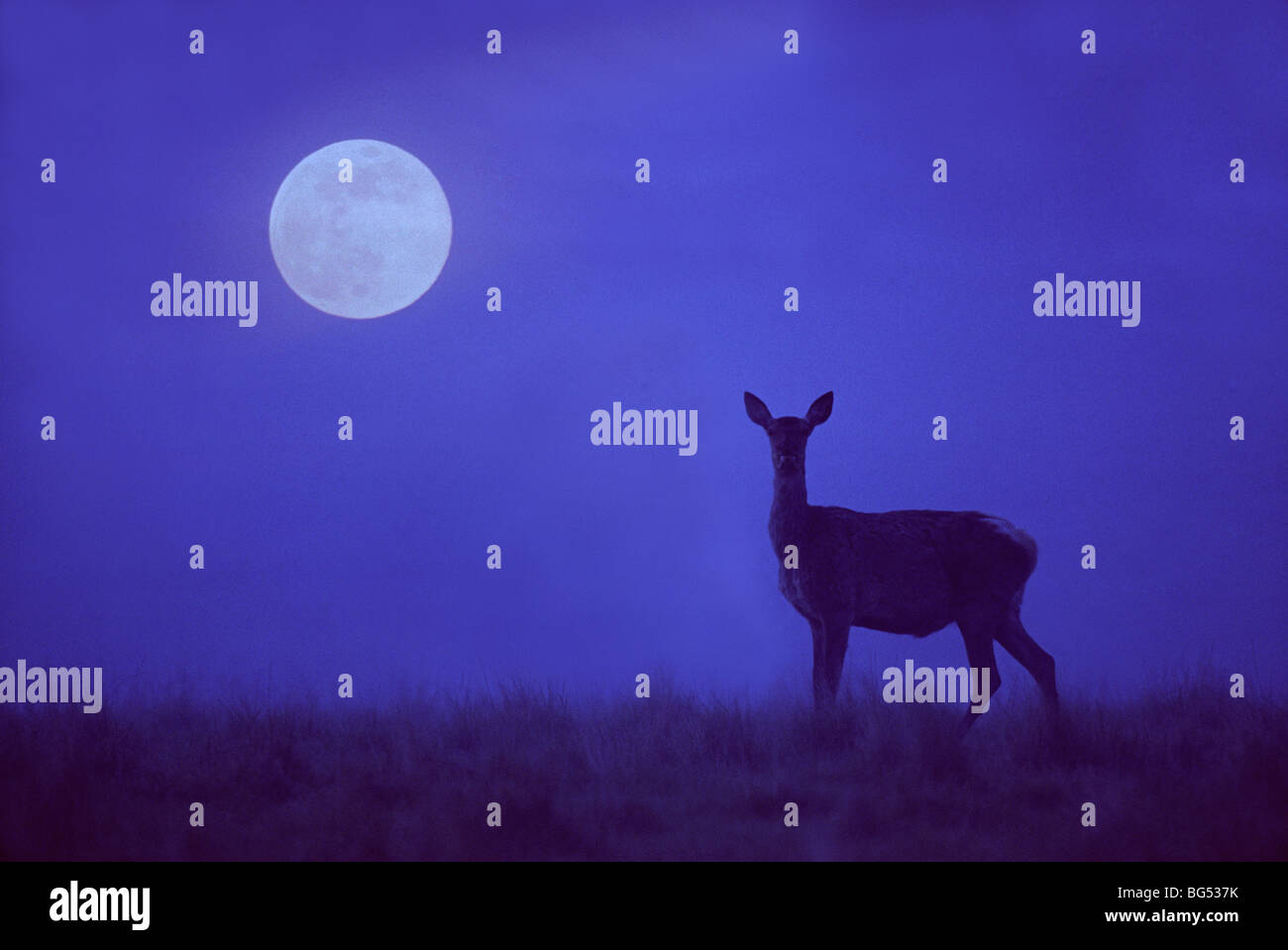 Full doe hi-res stock photography and images - Alamy