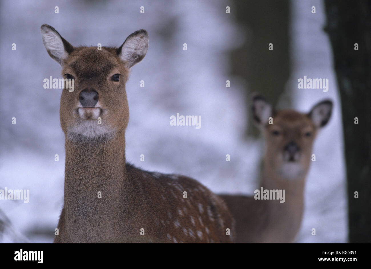 sika deer, doe & calf (dybowski), cervus nippon, cervus nippon ...