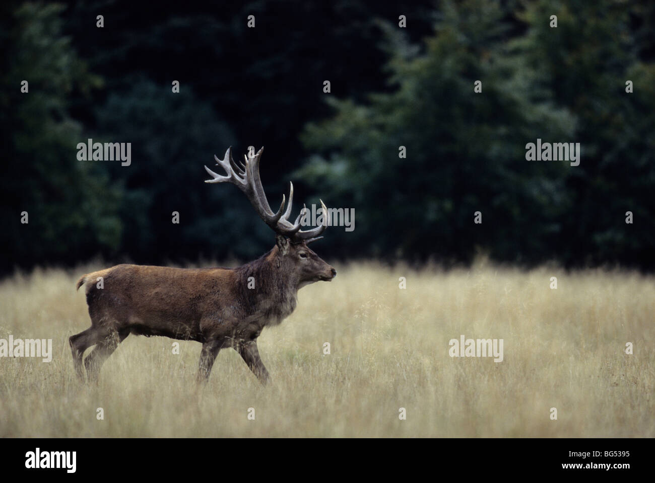 red deer, bull, cervus elaphus Stock Photo - Alamy