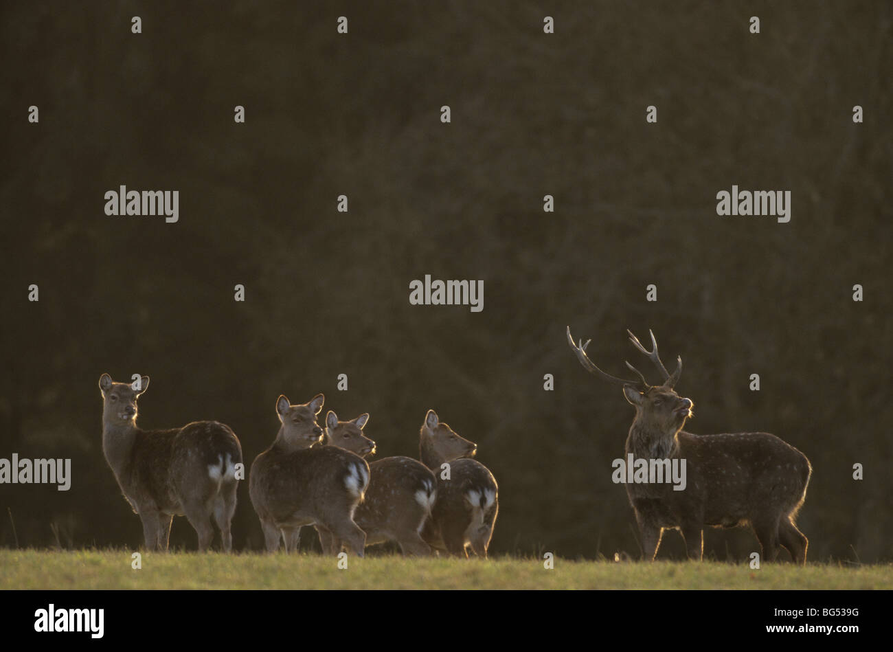 sika deer, male & doe´s (dybowski), cervus nippon, cervus nippon ...