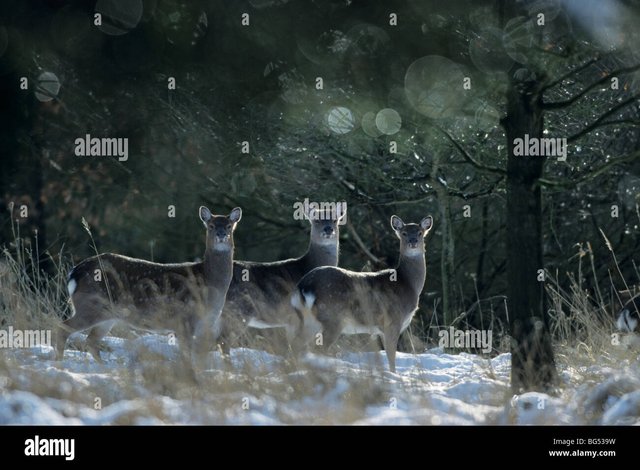 sika deer, doe´s (dybowski), cervus nippon, cervus nippon hortulorum ...