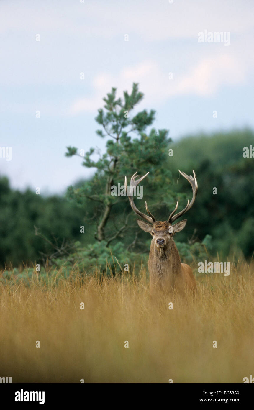 red deer, bull, cervus elaphus Stock Photo - Alamy