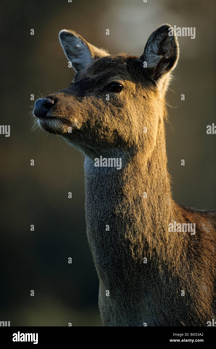 sika deer, doe (dybowski), cervus nippon, cervus nippon hortulorum ...