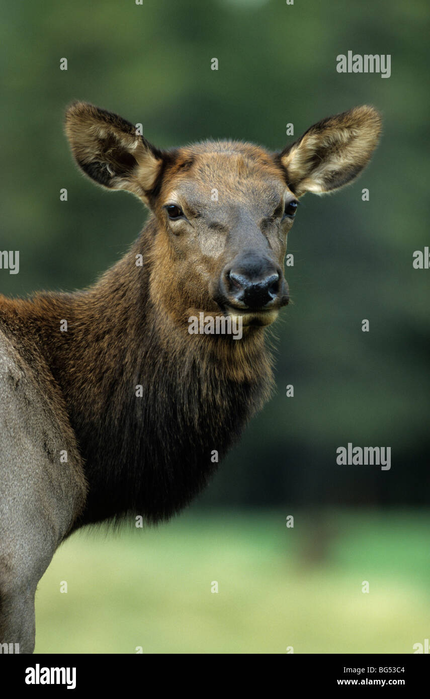 elk, doe, cervus canadensis Stock Photo - Alamy