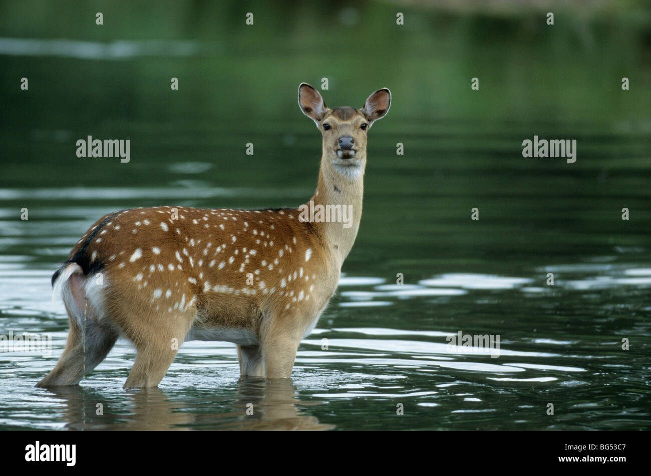sika deer, doe (subspecies: dybowski), cervus nippon, cervus nippon ...