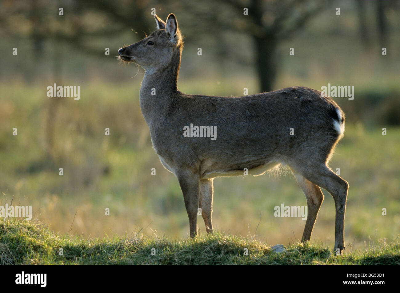 Sika Deer Doe