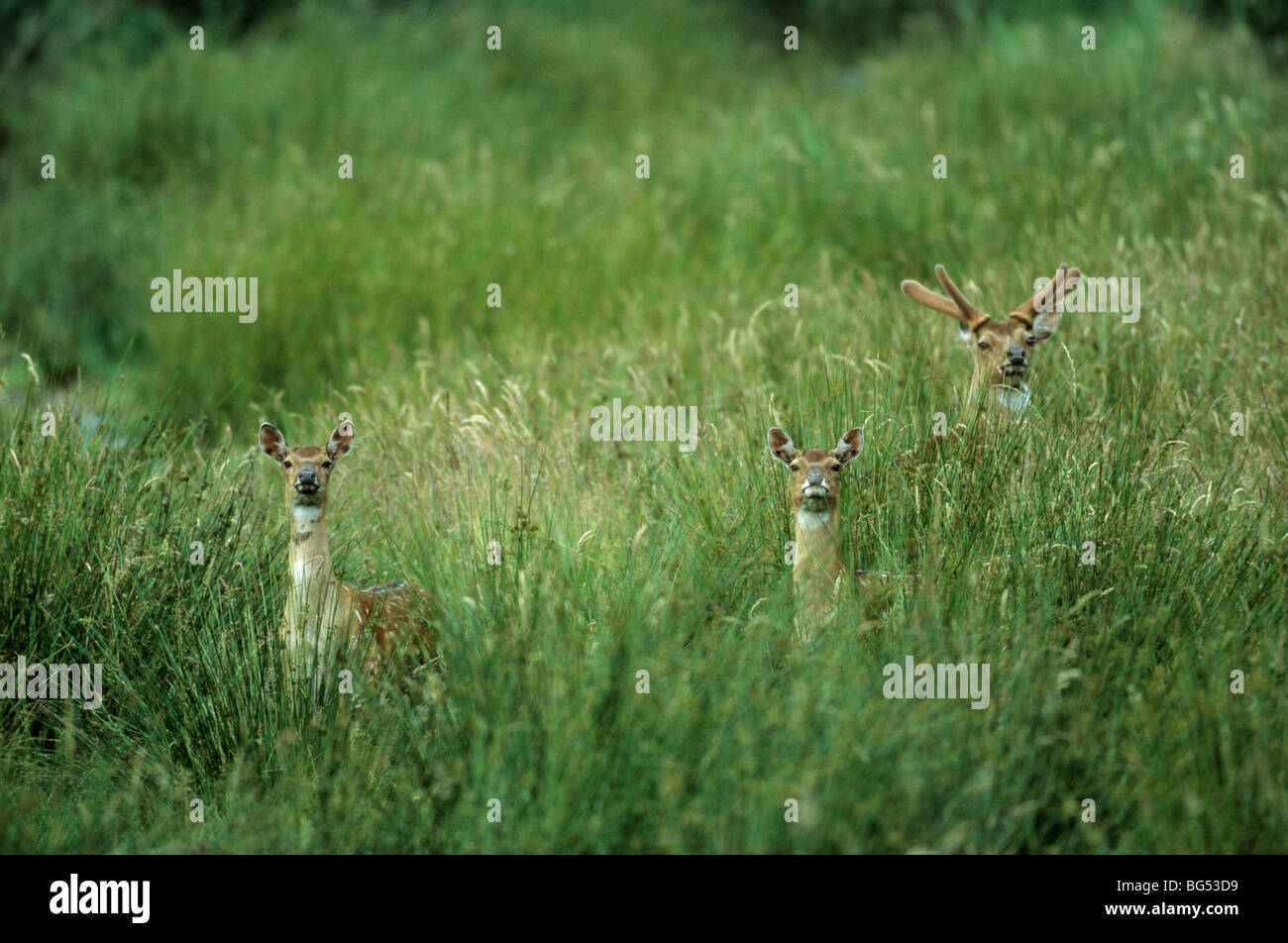 sika deer, male & doe´s (dybowski), cervus nippon, cervus nippon ...