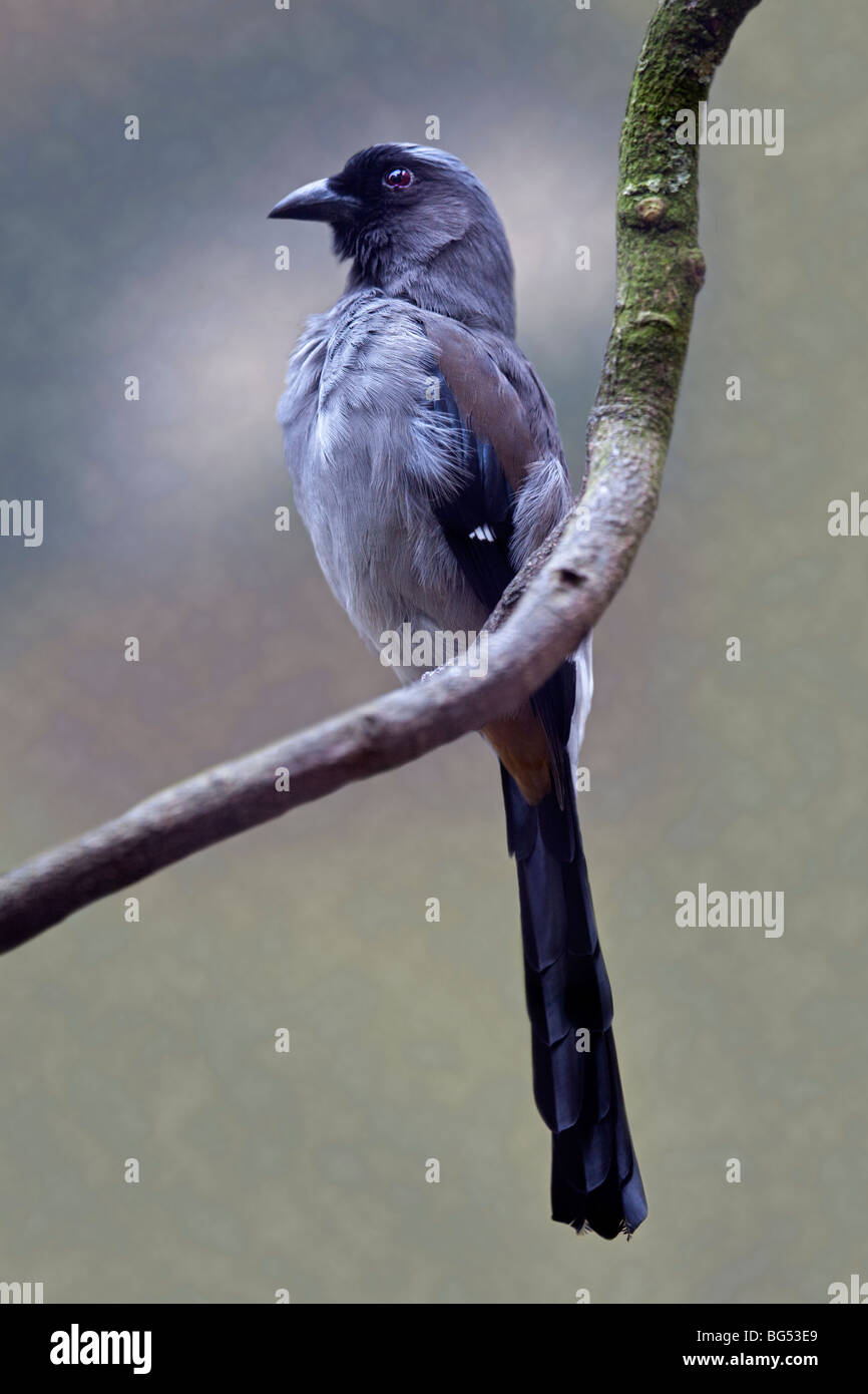 Grey or Himalayan Treepie (dendrocitta formosae Stock Photo - Alamy