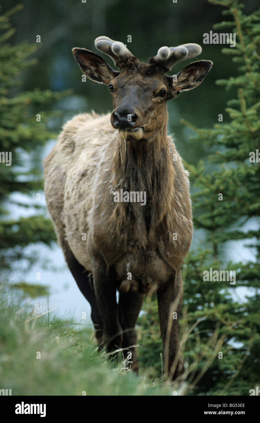 elk, bull with velvet antler, cervus canadensis Stock Photo - Alamy