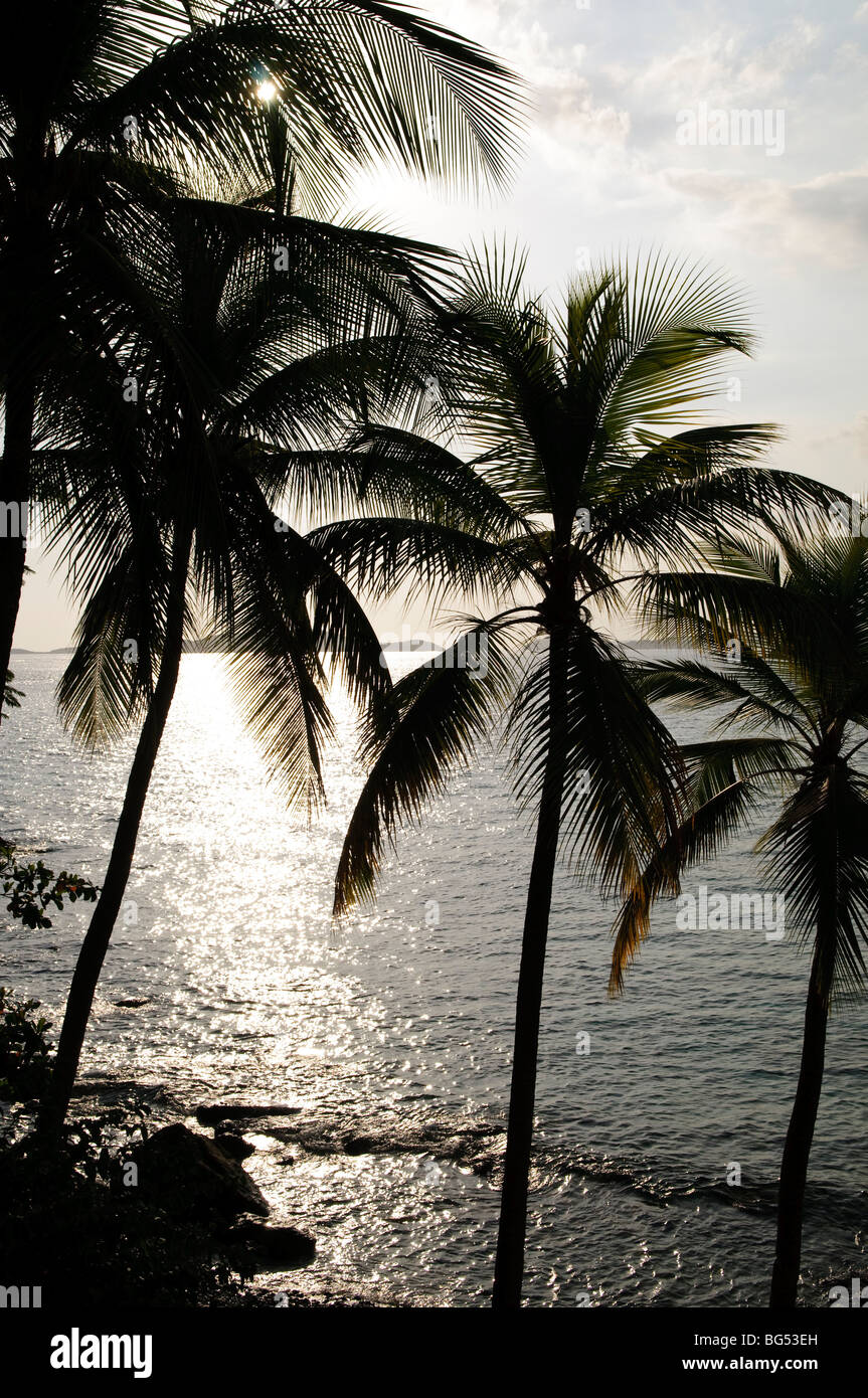 St thomas beach palm tree hi-res stock photography and images - Alamy