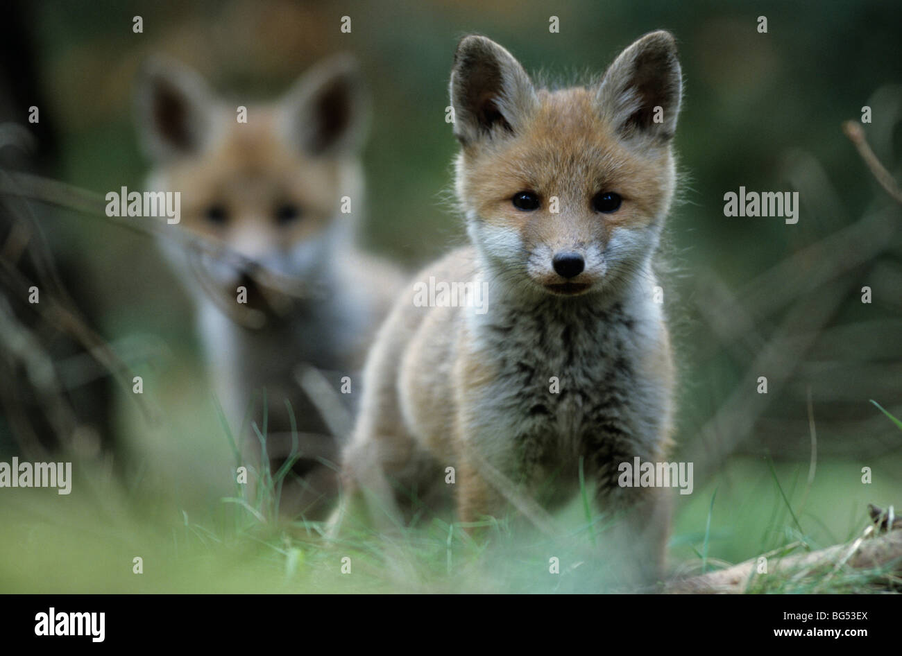 red fox, pups, vulpes vulpes Stock Photo - Alamy