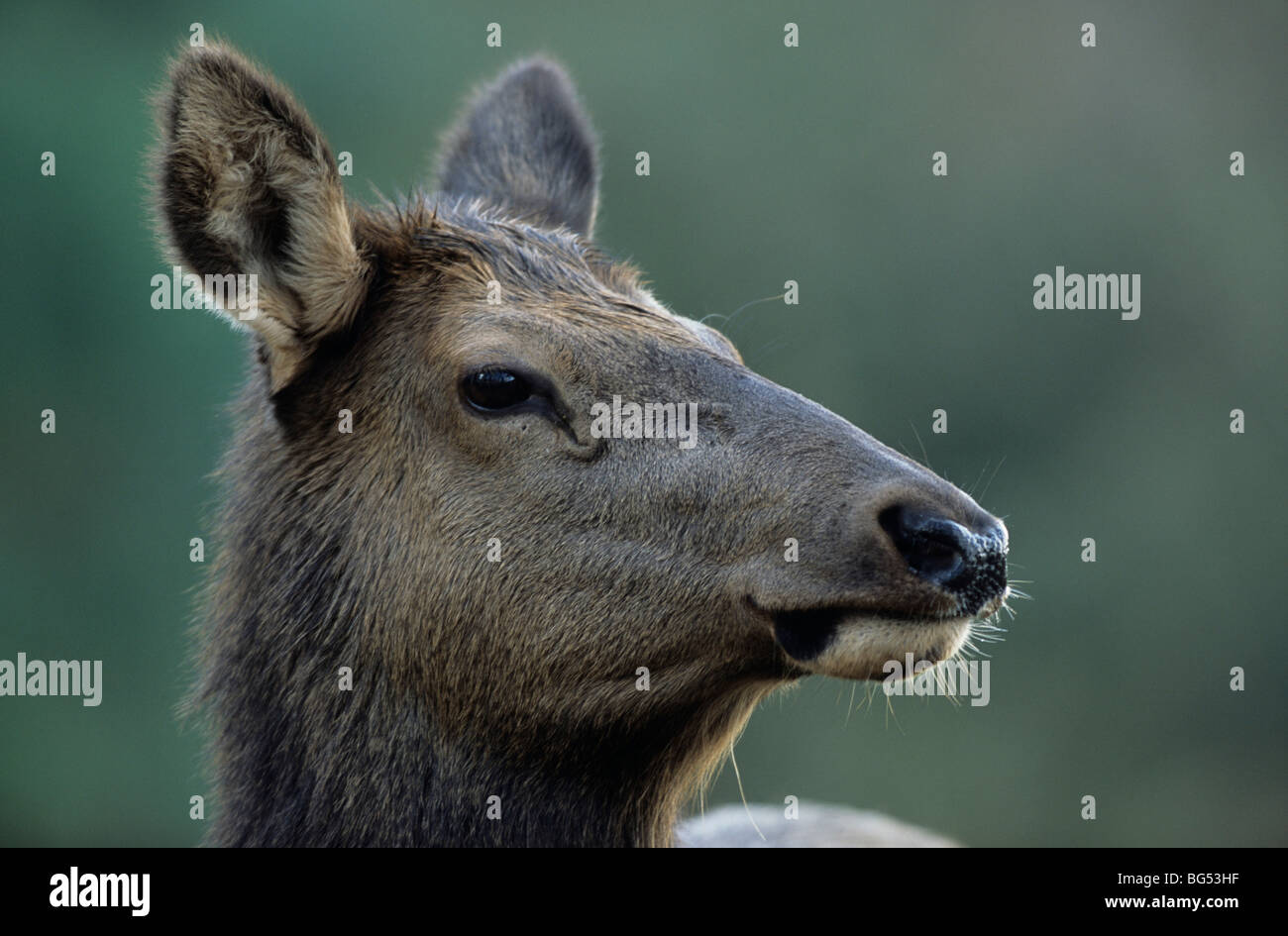 elk, doe, cervus canadensis Stock Photo - Alamy
