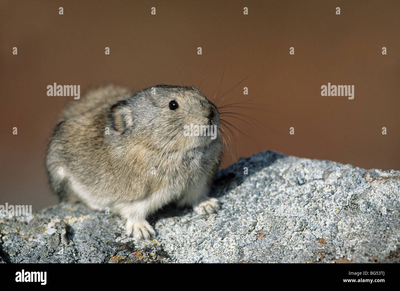 Collared pikas hi-res stock photography and images - Alamy