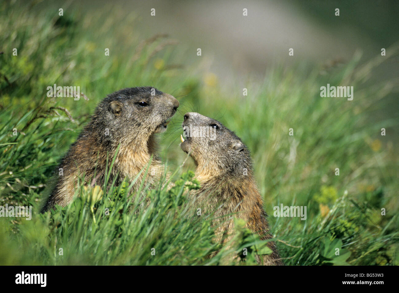 Alpine marmots marmota marmota fighting hi-res stock photography and images - Alamy