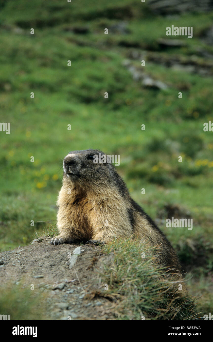 alpine marmot, marmota marmota Stock Photo - Alamy