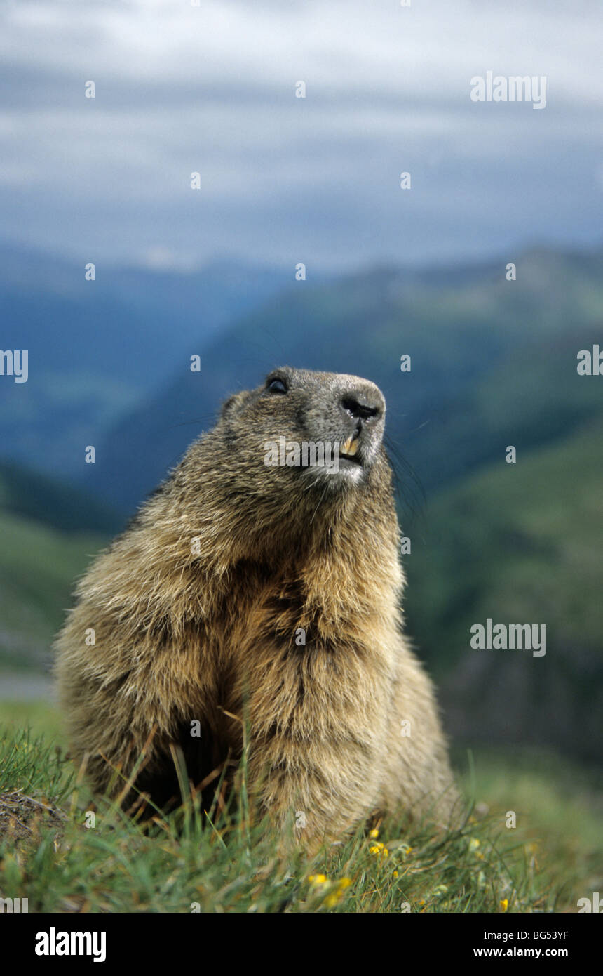 alpine marmot, marmota marmota Stock Photo - Alamy