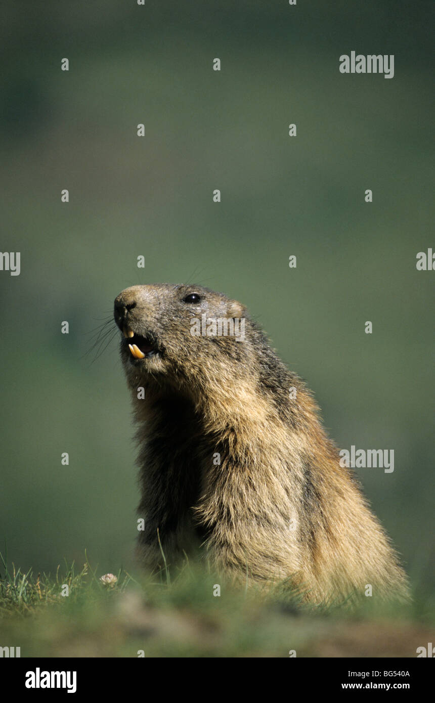 Marmot aggressive hi-res stock photography and images - Alamy