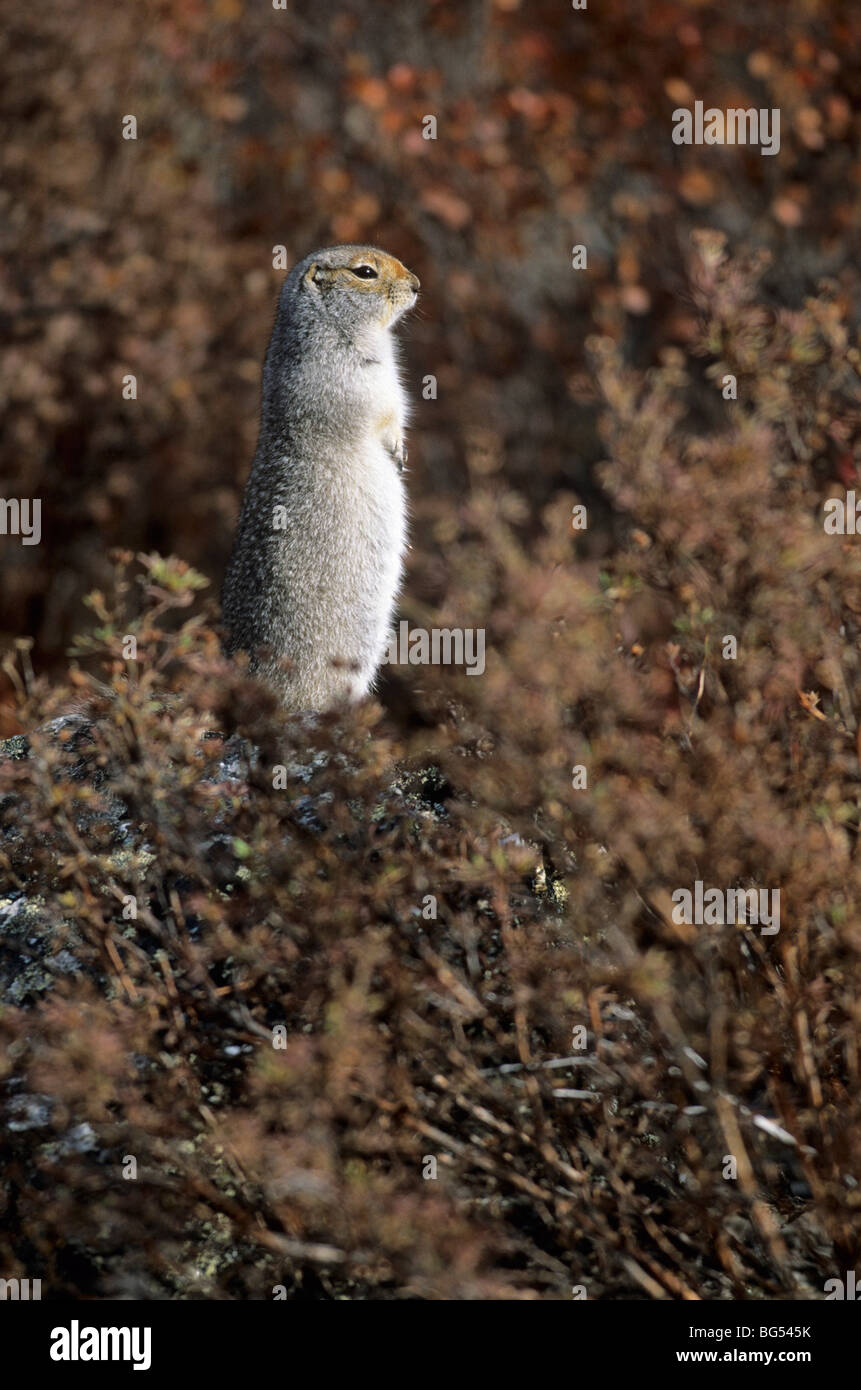 arctic ground squirrel, parka squirrel, spermophilus parryii, citellus ...