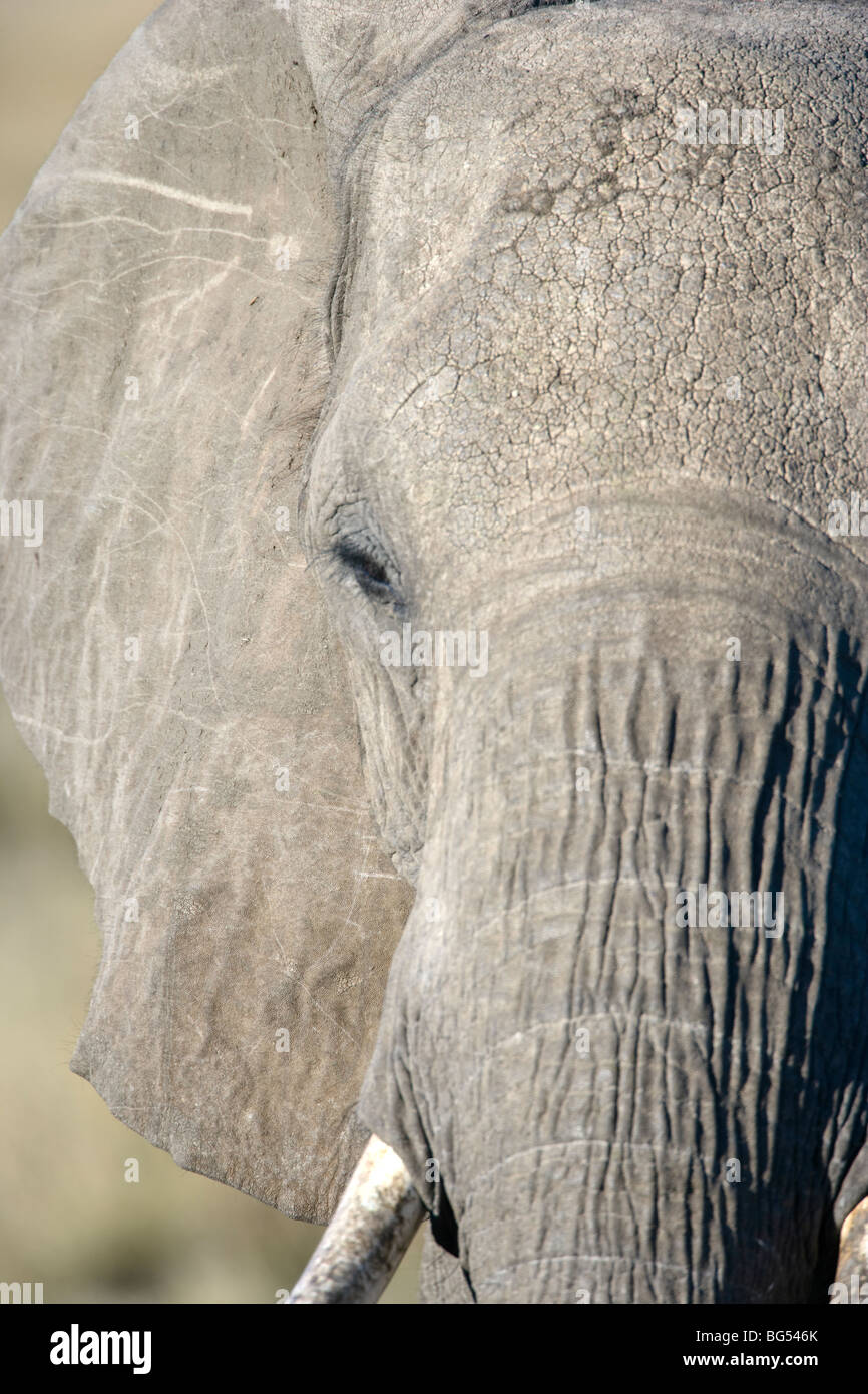 Female african elephant hi-res stock photography and images - Alamy